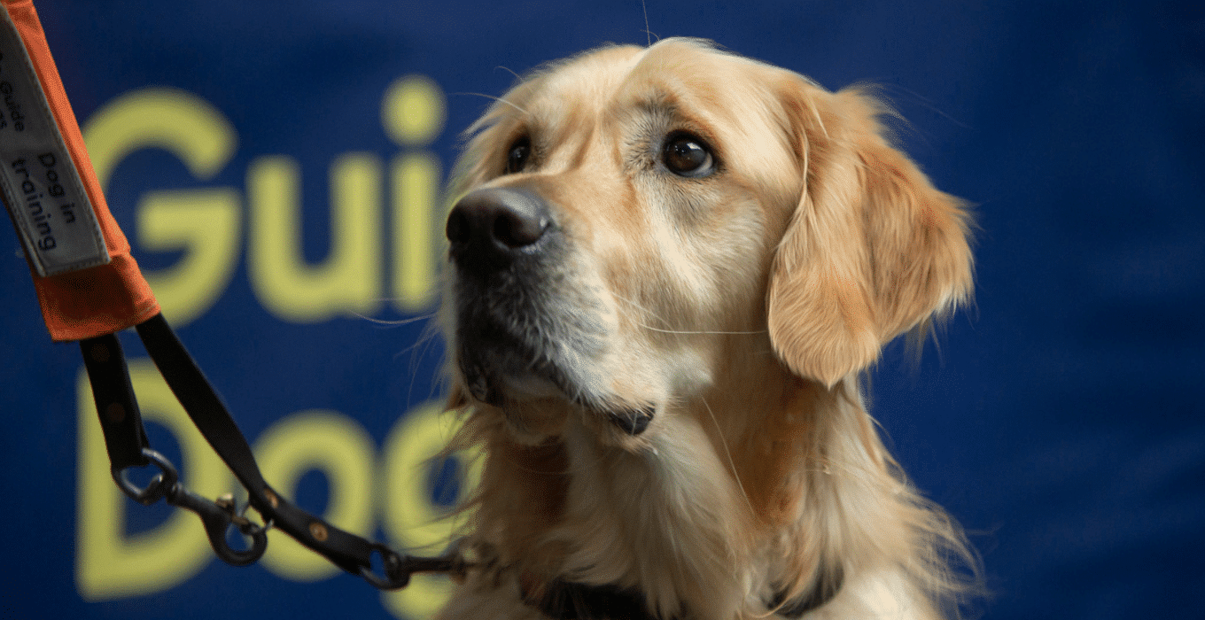 Guide Dogs UK | Sync